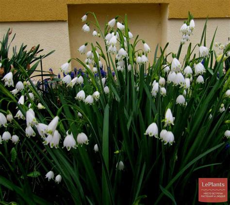 Белоцветник летний (Leucojum aestivum) — описание, выращивание, фото ...