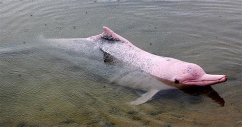 Gyvūnai Išnykę Per 60 Metų