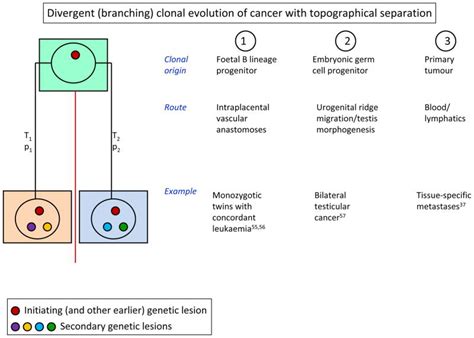 Clonal Evolution In Cancer Abstract Europe Pmc