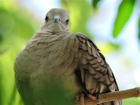 Paloma Look Free Photo On Pixabay Pixabay