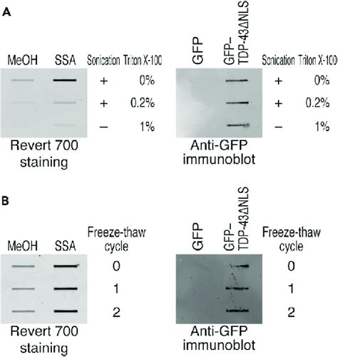 Limitation Of The Protocol For Cell Lysis And Freeze Thaw Cycles A Download Scientific
