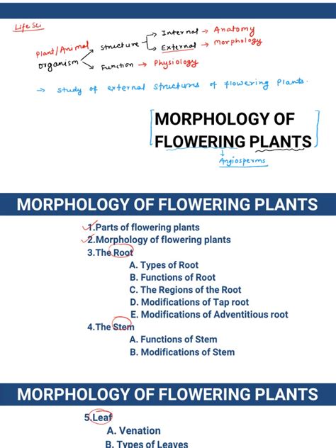 morphology notes 1 pdf root leaf