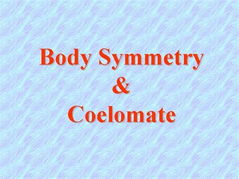 Body Symmetry Coelomate Symmetrical Acoelomate No Mesoderm Pseudocoelomate