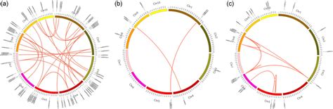 Chromosomal Locations And The Distribution Of Segmentally Duplicated