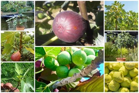 8 Best Fig Tree Varieties To Grow In Texas