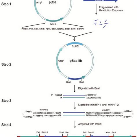 Pdf Rolling Circle Amplification Mediated Long Hairpin Rna Library Construction In Plants