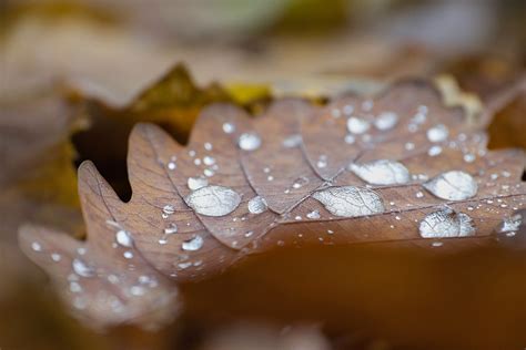 Frunze De Stejar Picaturi Fotografie Gratuită Pe Pixabay