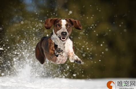 幼犬脱肛了自己会缩回去吗 如何处理唯宠网