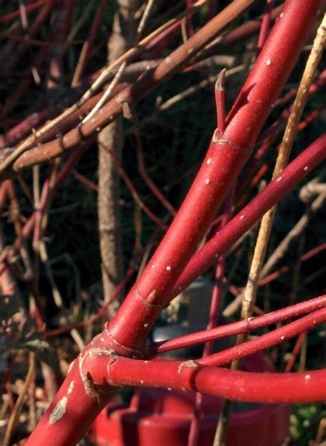 Img20151228140808 붉은색 줄기가 특이한 겨울의 흰말채나무