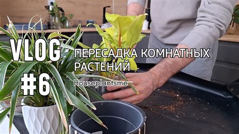 ЦВЕТОЧНЫЙ ВЛОГ 6 Пересадка комнатных растений Большая посадка черенков в грунт Youtube