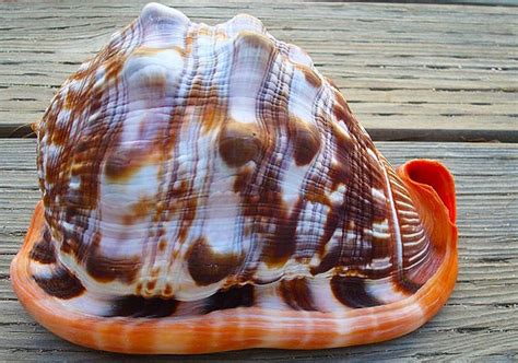 Bullmouth Helmet Seashell Cassis Rufa 1 Shell Approx 5 6 Inches Etsy