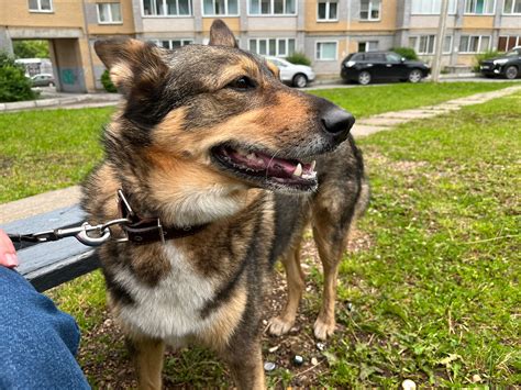 Сколько лет собаке в человеческих годах 1 7 совершенно неправильная формула