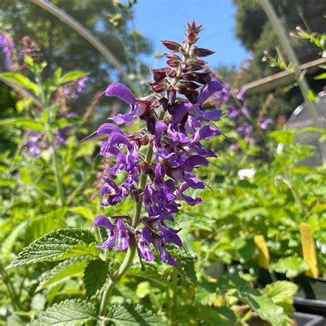 Salvia Blepharophylla Purple