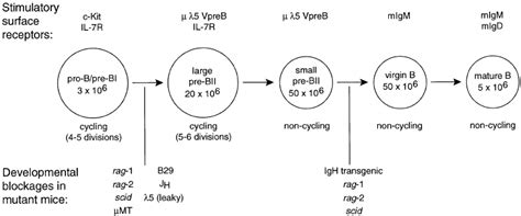 Schematic Representation Of B Cell Development In Adult Mouse Bone