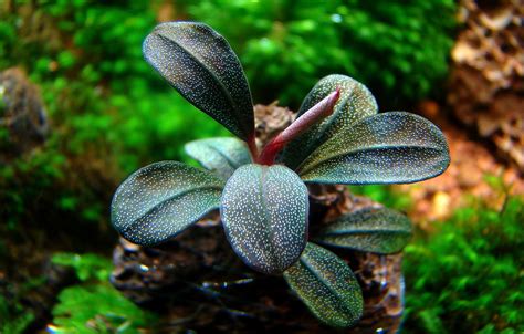 Аукцион Aquaforum Красивый малыш Bucephalandra Spbrownie Phantom