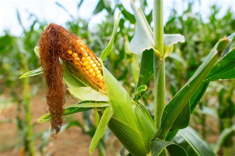 How To Grow Corn In A Home Garden Bob Vila