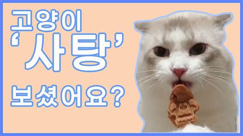 고양이가 먹을 수 있는 사탕이 있다고 네이버 Tv