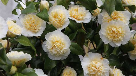 Camellia
