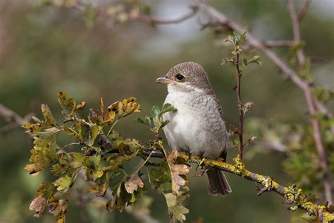 Red Backed Shrike Canon Community