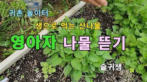 최고의 산나물 영아자 채취 Youtube