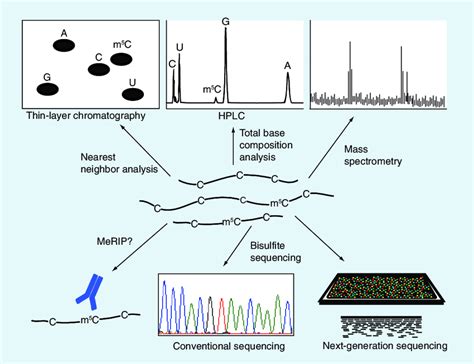 Approaches To 5 Methylcytosine Detection In Rna Methods Represented By