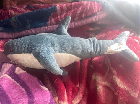 I got my first Blåhaj. His name is Shonks : r/BLAHAJ