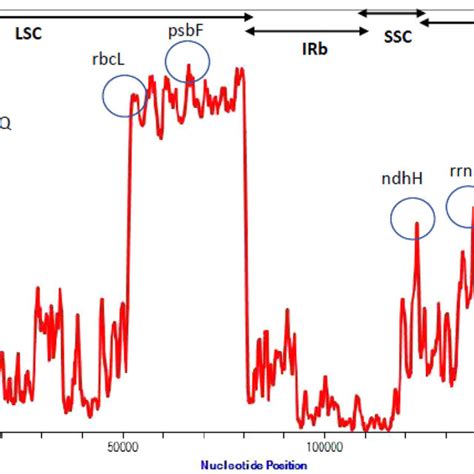 Sliding Window Analysis Of The Chloroplast Genomes Yangjinhua And