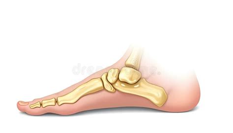 Human Foot Anatomy Illustration With Bones And Structure Isolated On White Stock Illustration