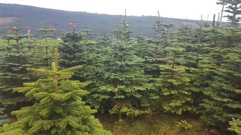 Nature On Our Doorsteps A Real Or Artificial Tree Echoie