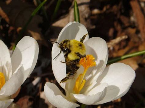 PPT Plant Propagation PowerPoint Presentation ID 1560584