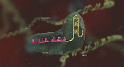 العمود الفقري لـ Rna يربط الحمض النووي يوجه Cas9 إلى الجينوم صورة
