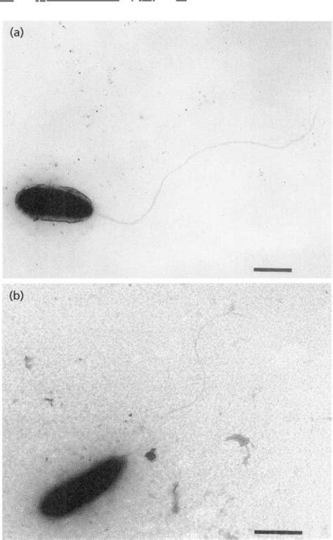 Figure 1 From Pseudomonas Gessardii Sp Nov And Pseudomonas Migulae Sp Nov Two New Species