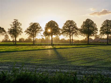 image of several trees in a row in a field during a sunset in broken