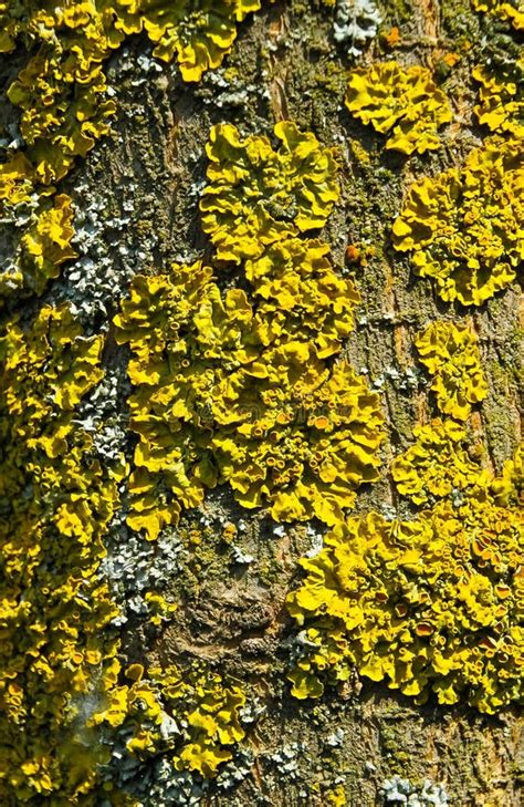 Yellow Lichen On The Trunk Of An Old Tree Symbiosis Of Fungus And Algae Stock Image Image Of