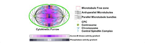 A Model Representation Of Cpc Localization And Aurora B Activity During Download Scientific