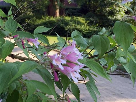 Page 4 Malvacae Images Free Download On Freepik