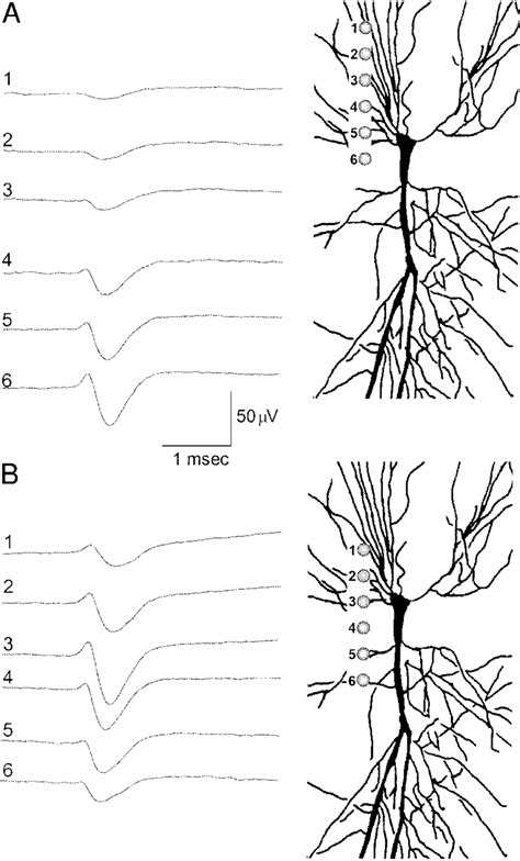 Simultaneous Recording Of Extracellular Spike Waveforms By A Linear Download Scientific Diagram