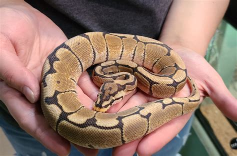 Python Regius Ball Python Spider 2022 Ball Python
