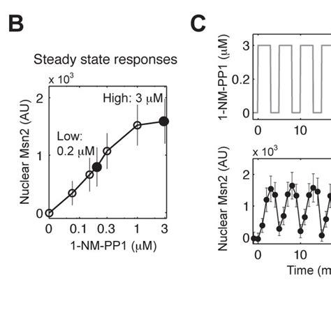 A Theoretical Analysis Of Transcription Factor Translocation Download Scientific Diagram