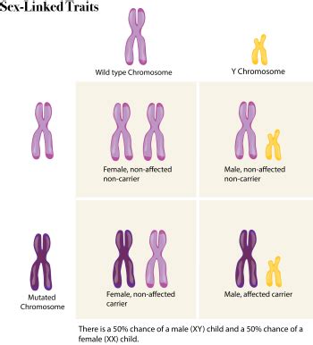 Sex Chromosomes Introduction To The Evolution Biology Of Sex