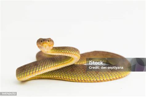 Trimeresurus Purpureomaculatus 맹그로브 구덩이 독사 뱀 또는 해안 구덩이 독사 흰색 바탕에 0명에 대한 스톡 사진 및 기타 이미지 Istock
