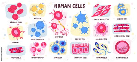 Different Type Of Human Cells Include Blood Bone Fat Nerve Stem Male Female Sex Cardiac