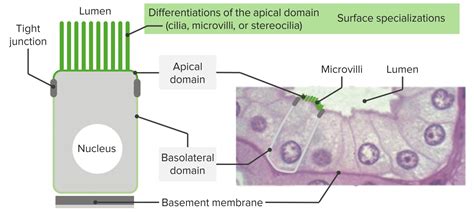 Basal Lamina Histology