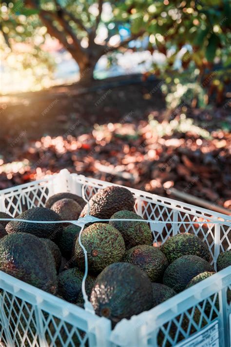 Caja De Plástico Con Aguacate Hass Cosechado En El Campo Debajo De Un
