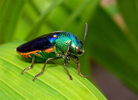 Jewel Beetle