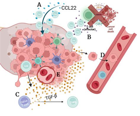 The Action Of Tregs In The Ovarian Cancer Microenvironment A Tumor Download Scientific