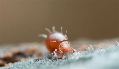 Unknown Helpers Of The Soil How Invertebrates Support The