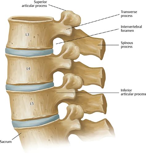 Lumbar Spine Anatomy Musculoskeletal Key