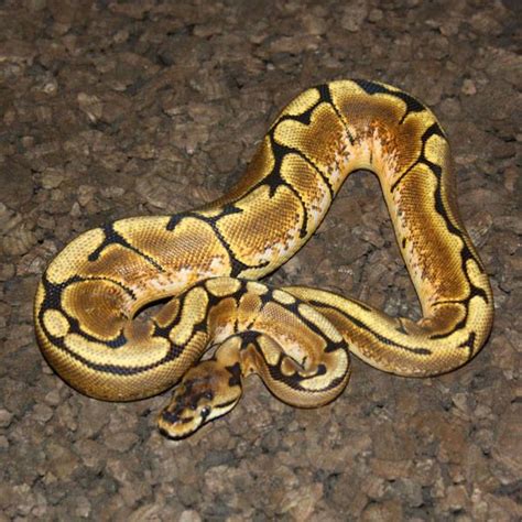Python Regius El Lienzo De La Herpetocultura