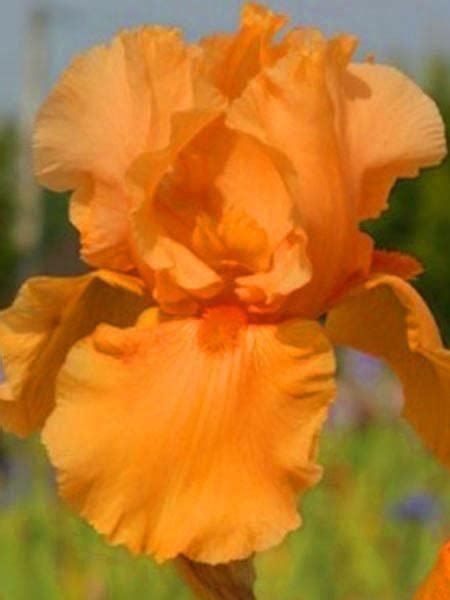 Orange Iris Rorange